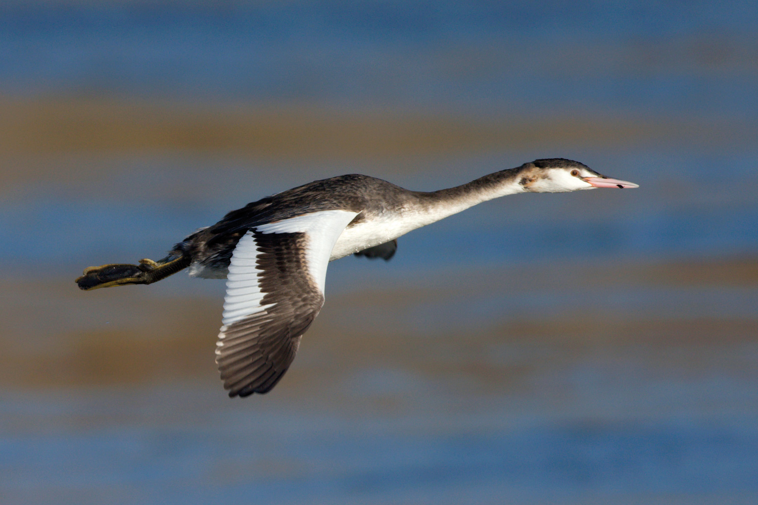 Grebe photo ID guide - BirdGuides