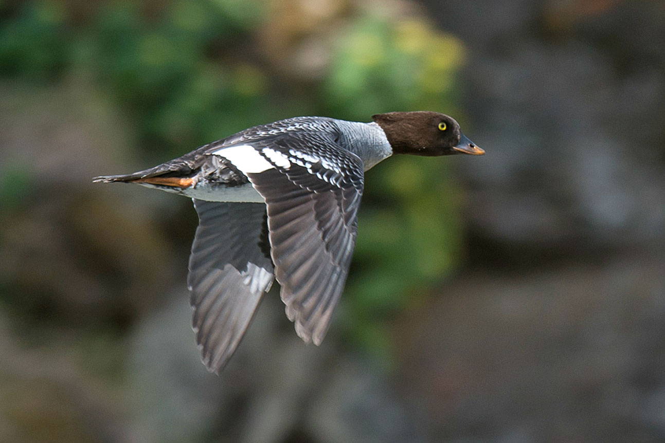 Common Goldeneye Flying