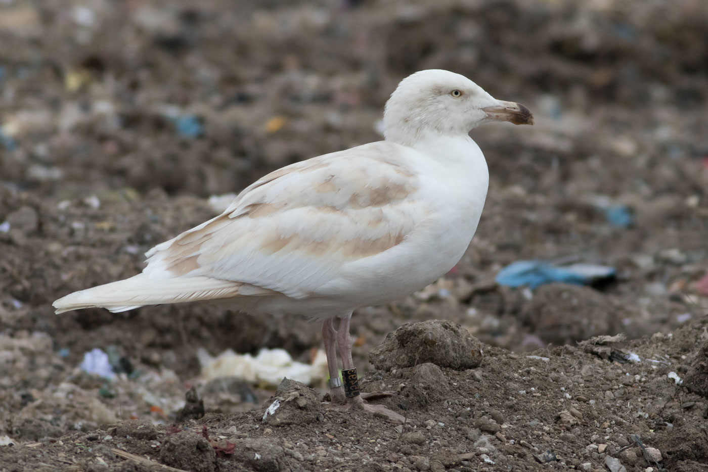 Glaucous and Iceland Gulls photo ID guide - BirdGuides