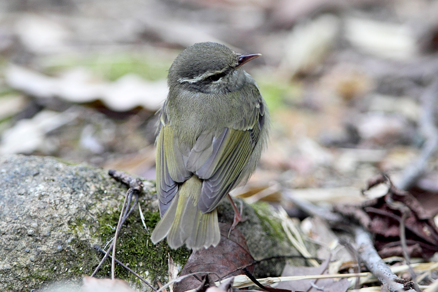 Autumn leaf warbler photo ID guide - BirdGuides