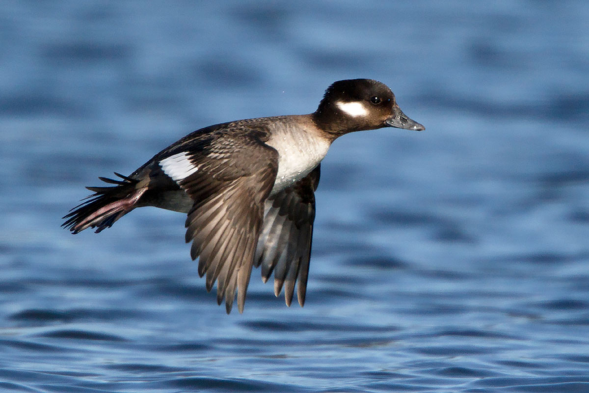 Goldeneye and Bufflehead photo ID guide - BirdGuides