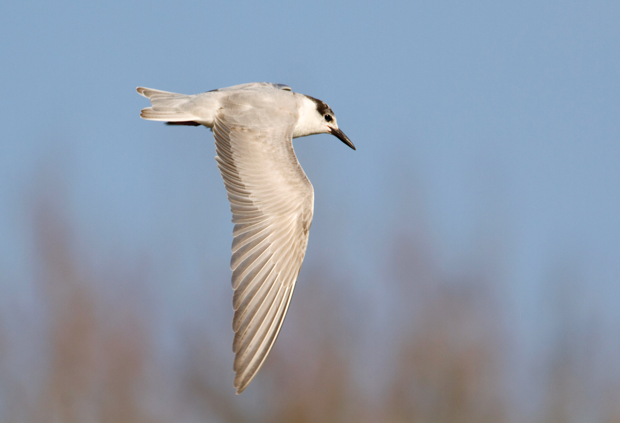 Marsh tern photo ID guide - BirdGuides