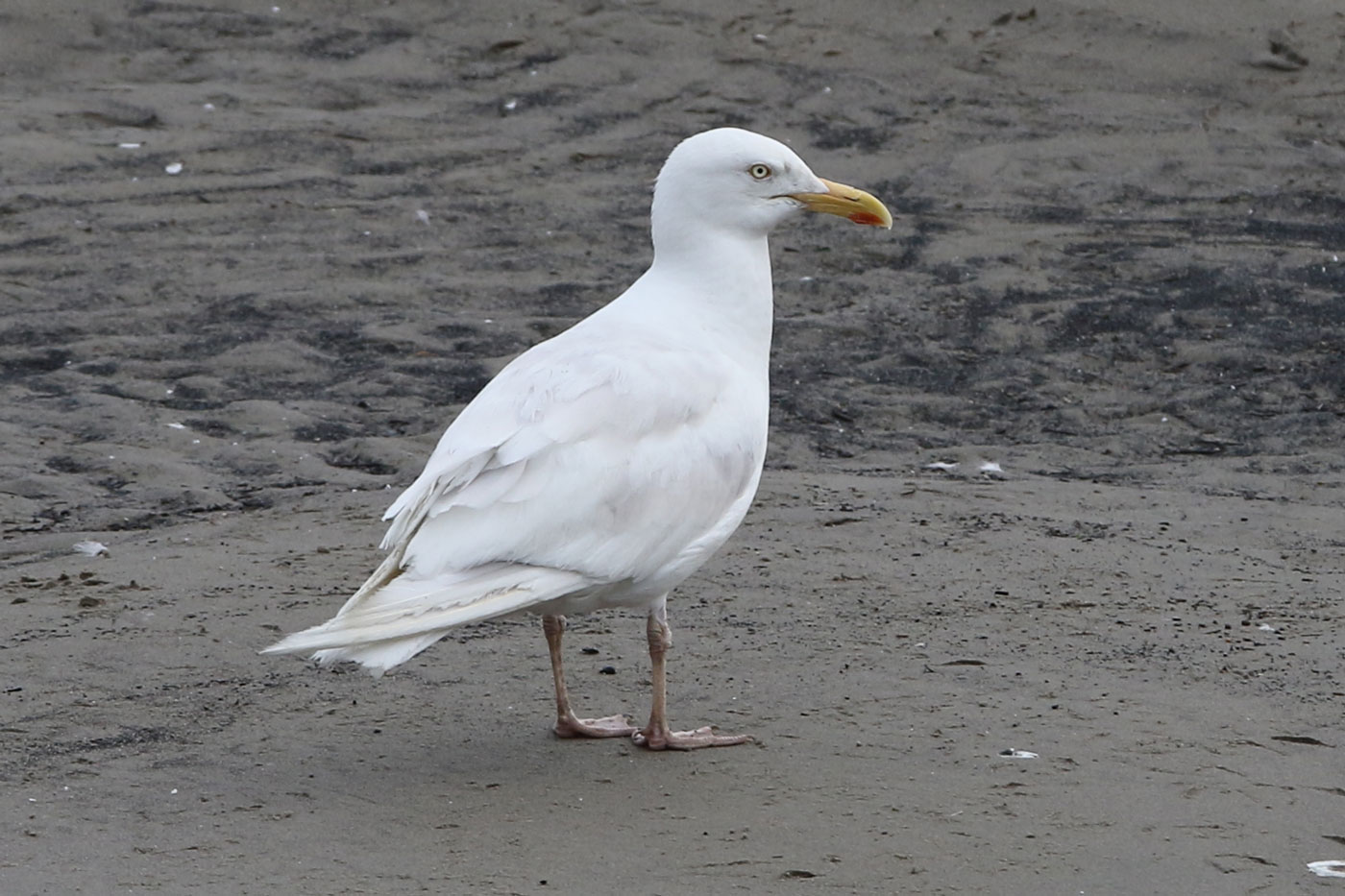 Glaucous and Iceland Gulls photo ID guide - BirdGuides