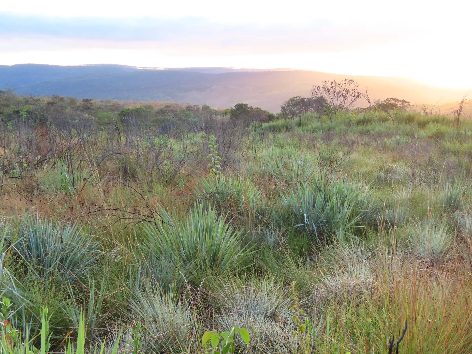 Birding around the world: eastern Brazil - BirdGuides