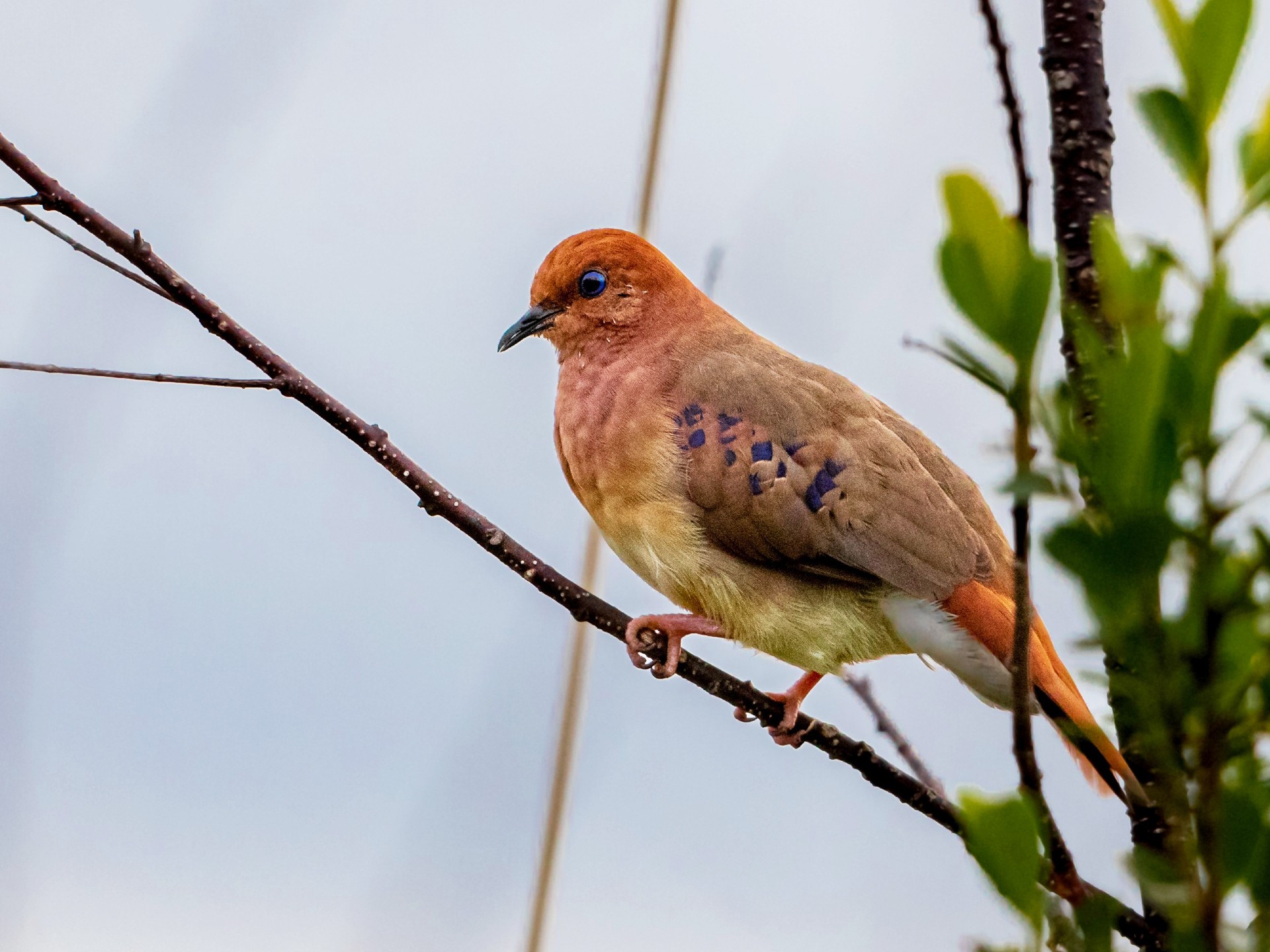 Birding around the world: eastern Brazil - BirdGuides