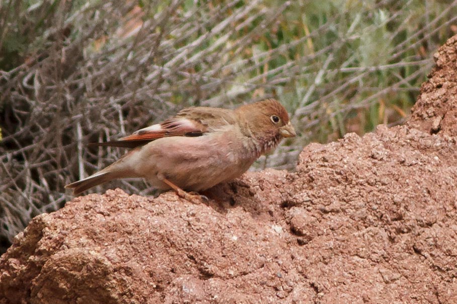 Mongolian Finch: an overlooked species in Europe? - BirdGuides