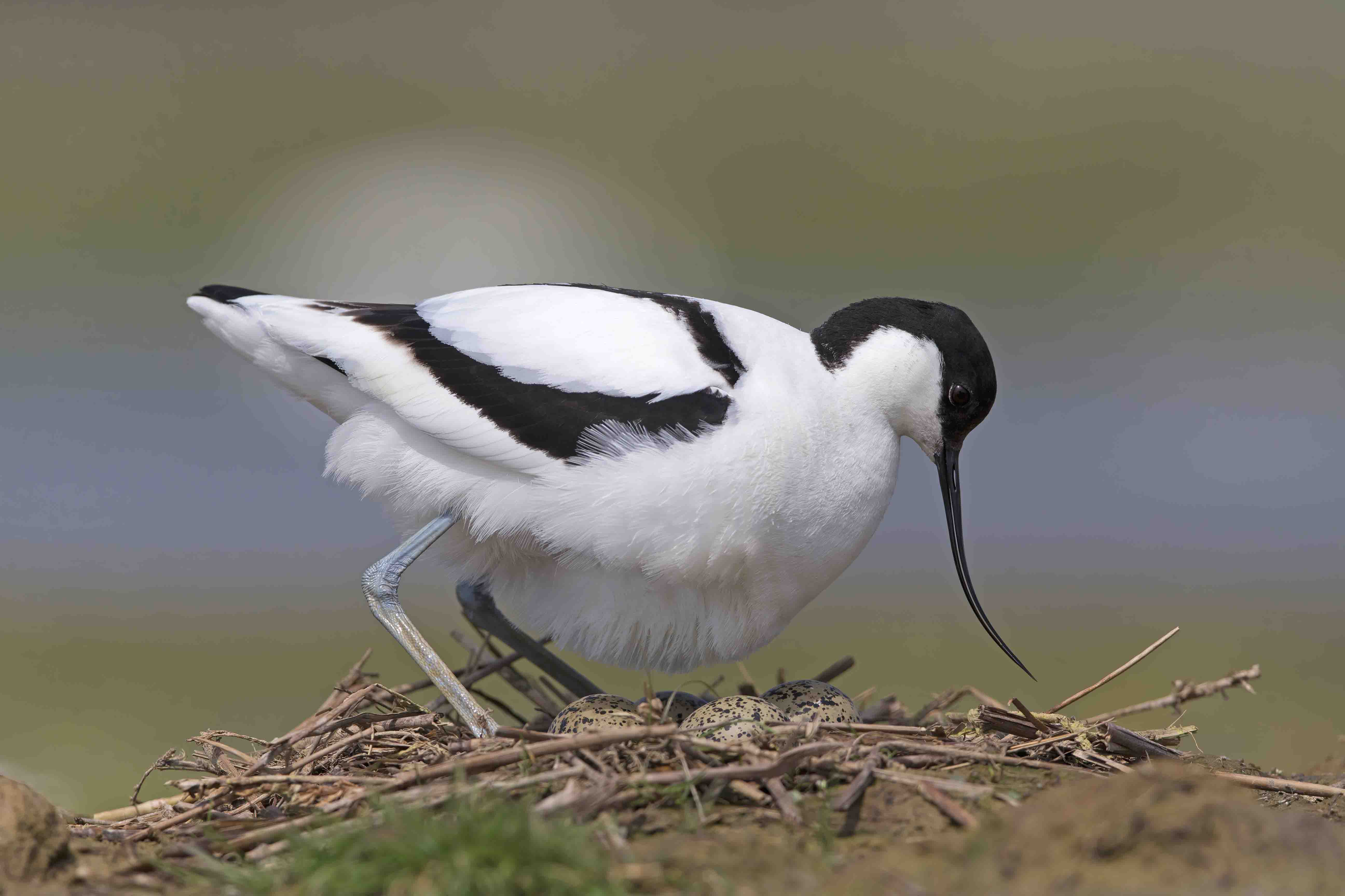 Understanding eggshells - BirdGuides