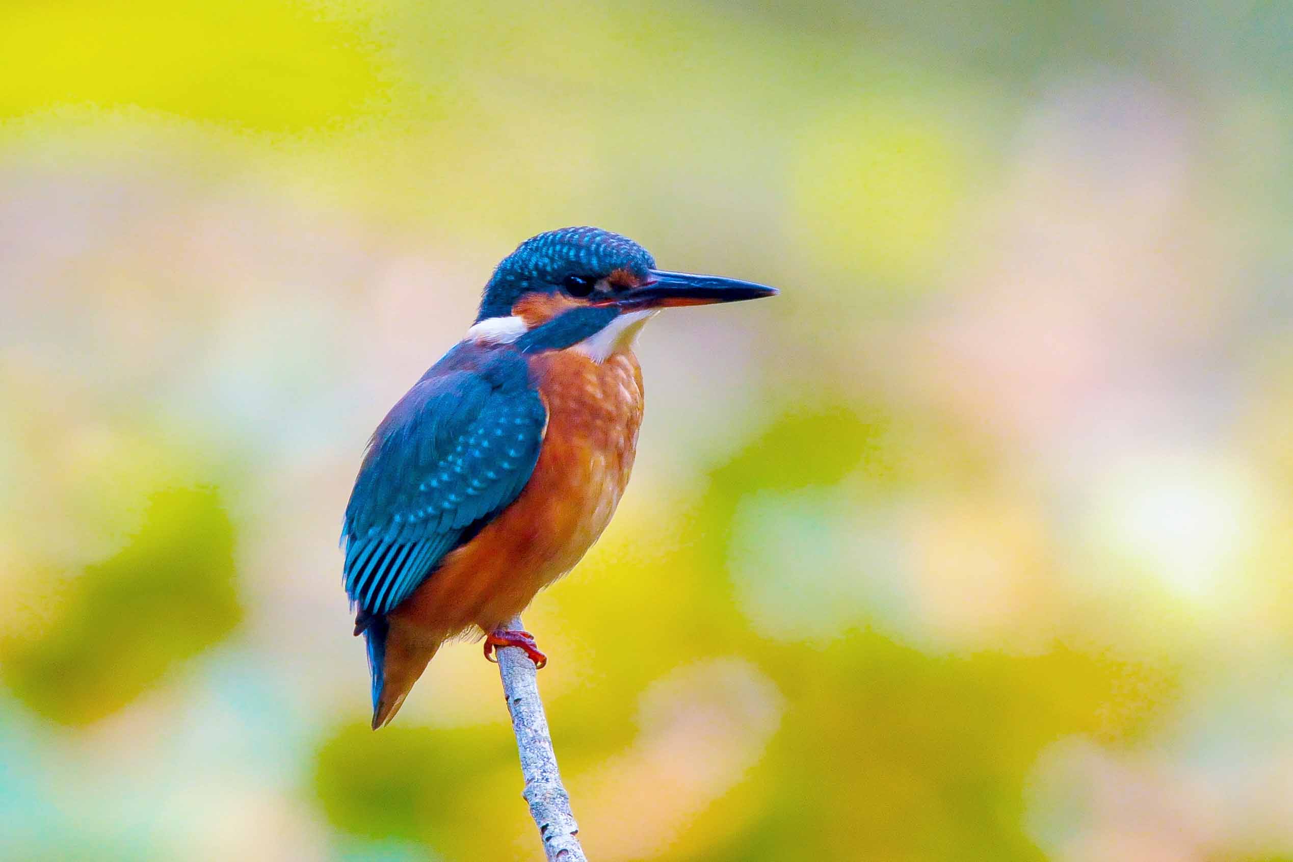 Getting back to birding - BirdGuides