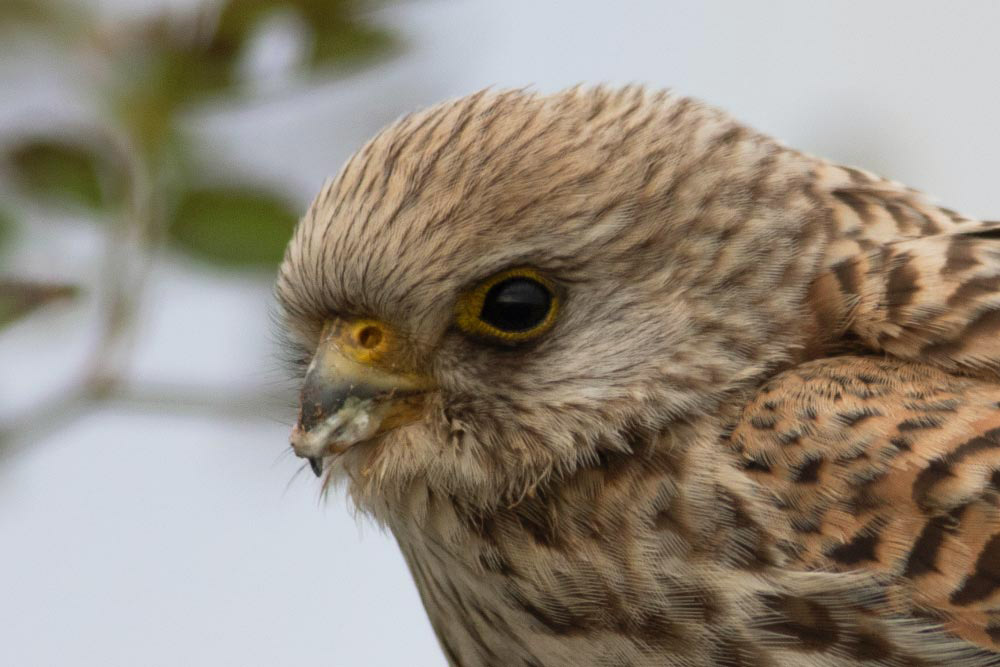 Lesser Kestrel in East Yorkshire, October 2019 - BirdGuides