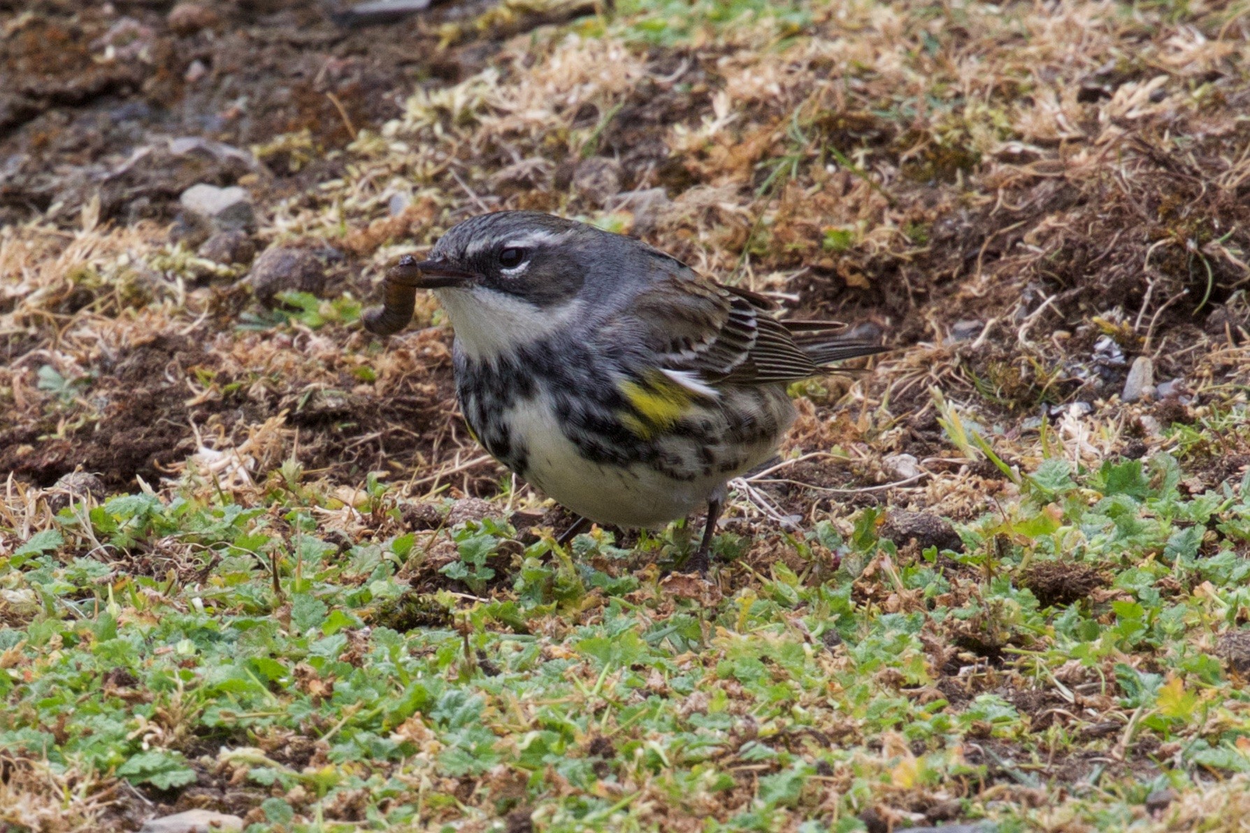 Rarity finders: Myrtle Warbler in Pembrokeshire - BirdGuides