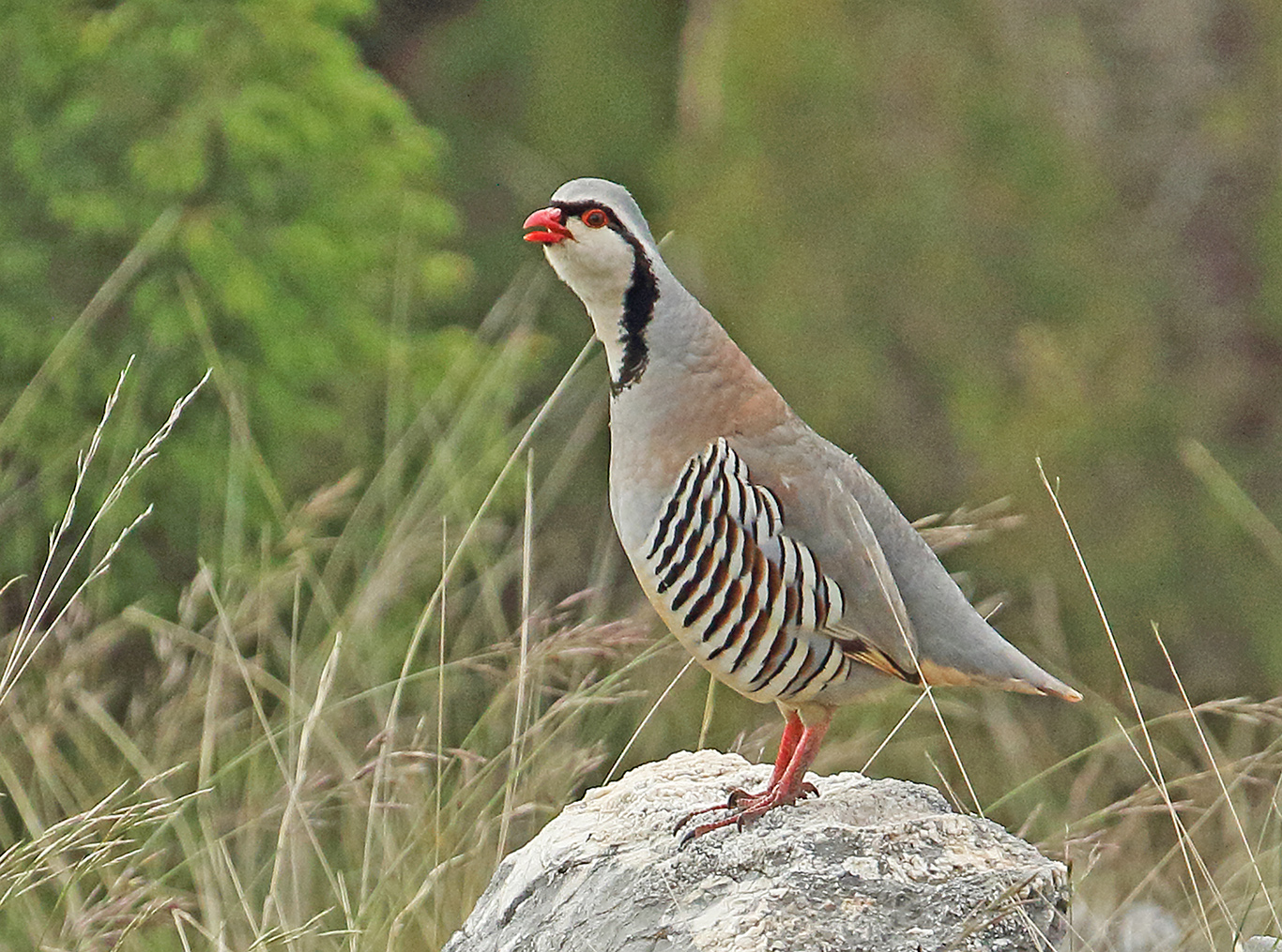 Unknown Herzegovina - BirdGuides