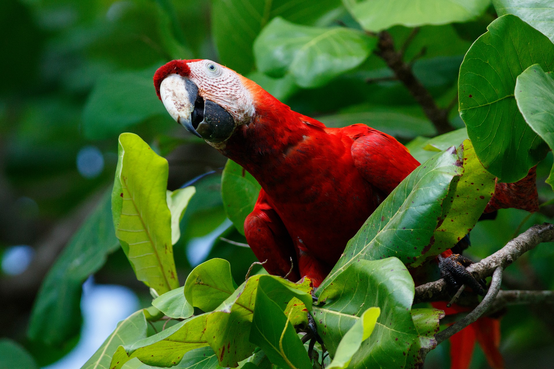Hidden jewels of Colombia - BirdGuides