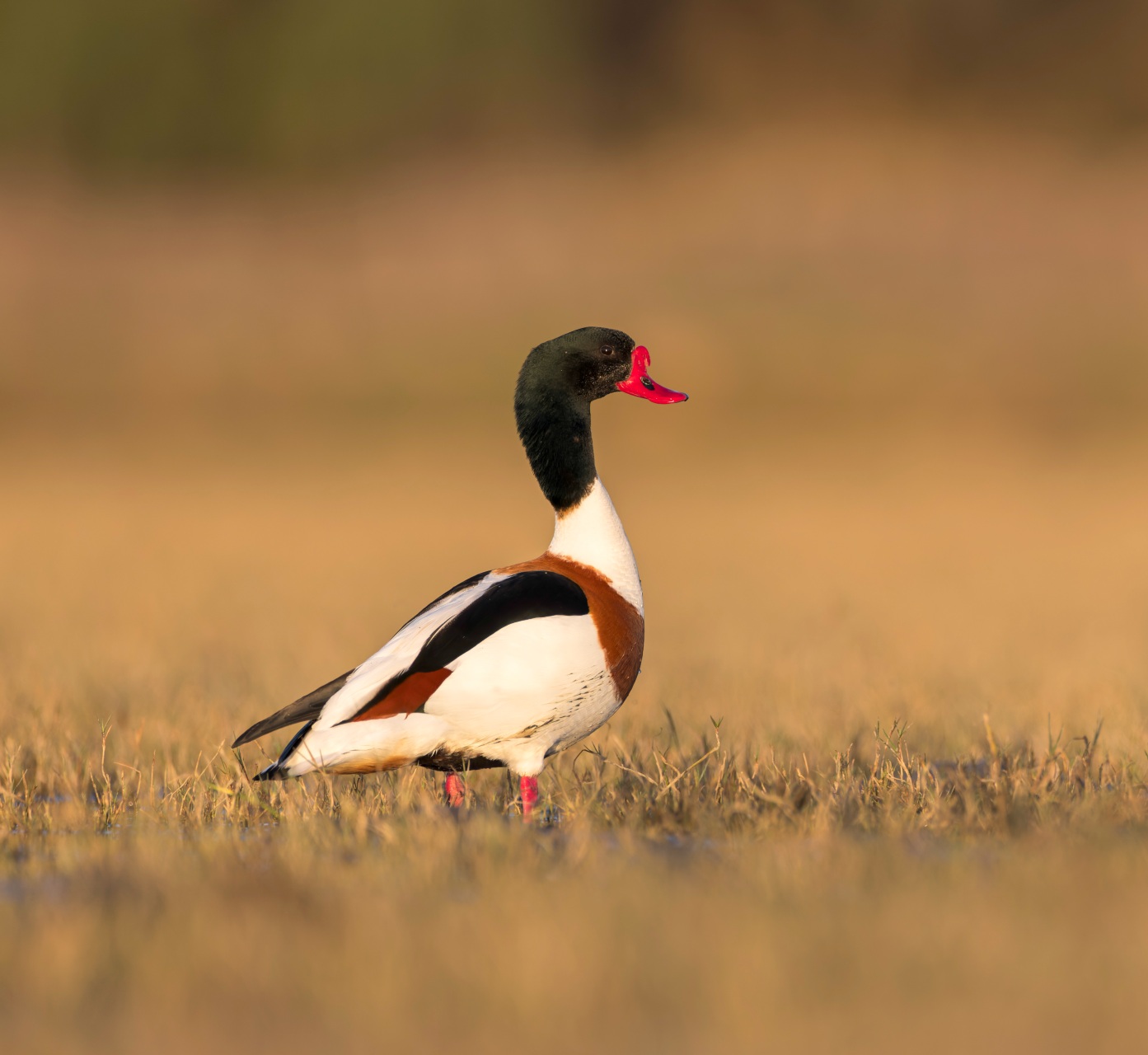 Common Shelduck: the forgotten duck - BirdGuides