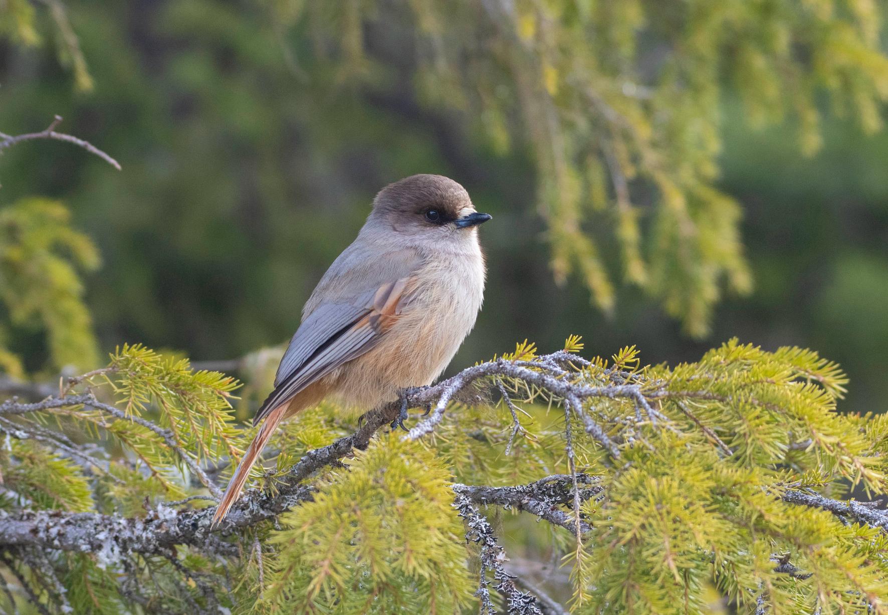 Lapland: birds of the midnight sun - BirdGuides