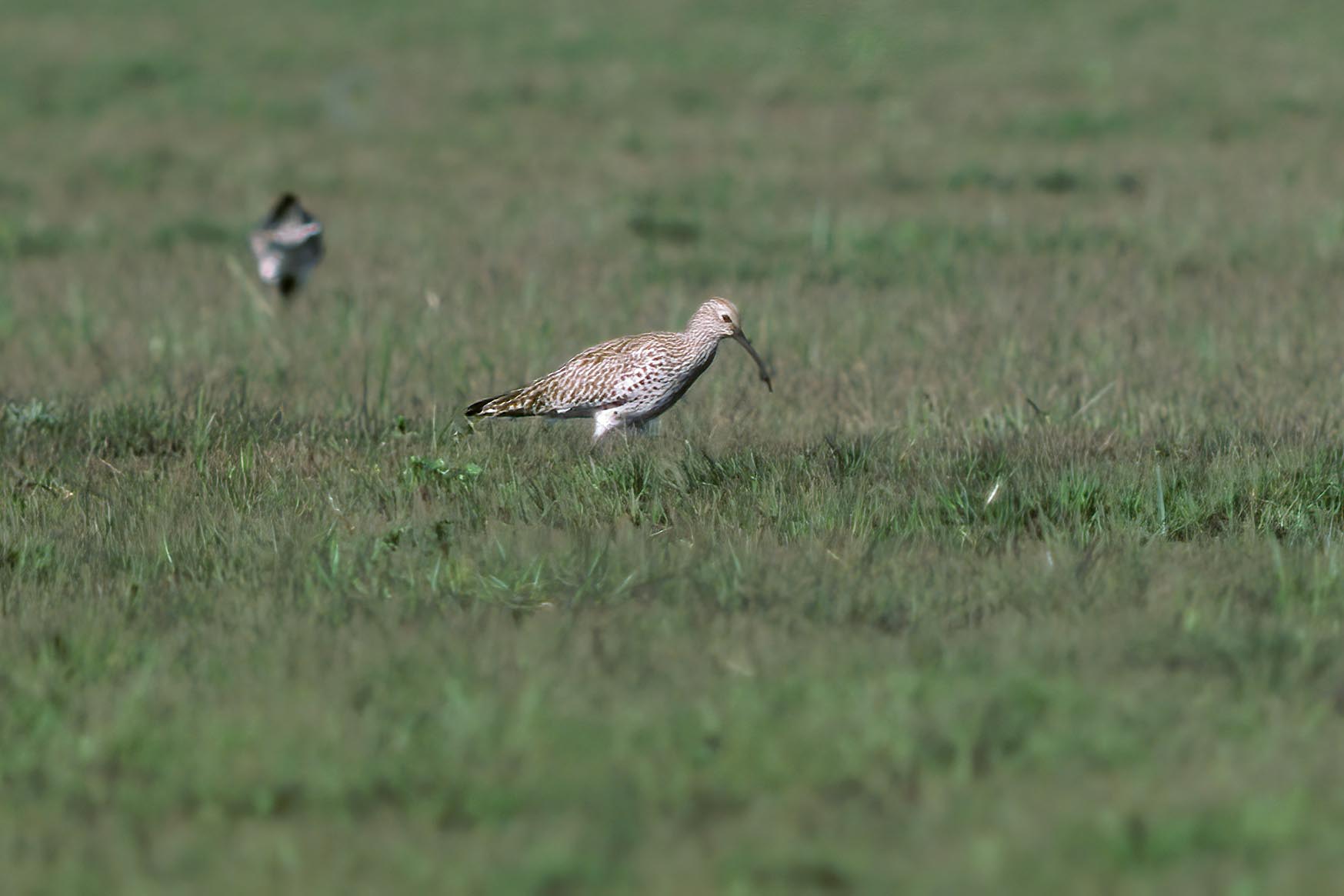 Slender-billed Curlew: shorebird lost forever - BirdGuides