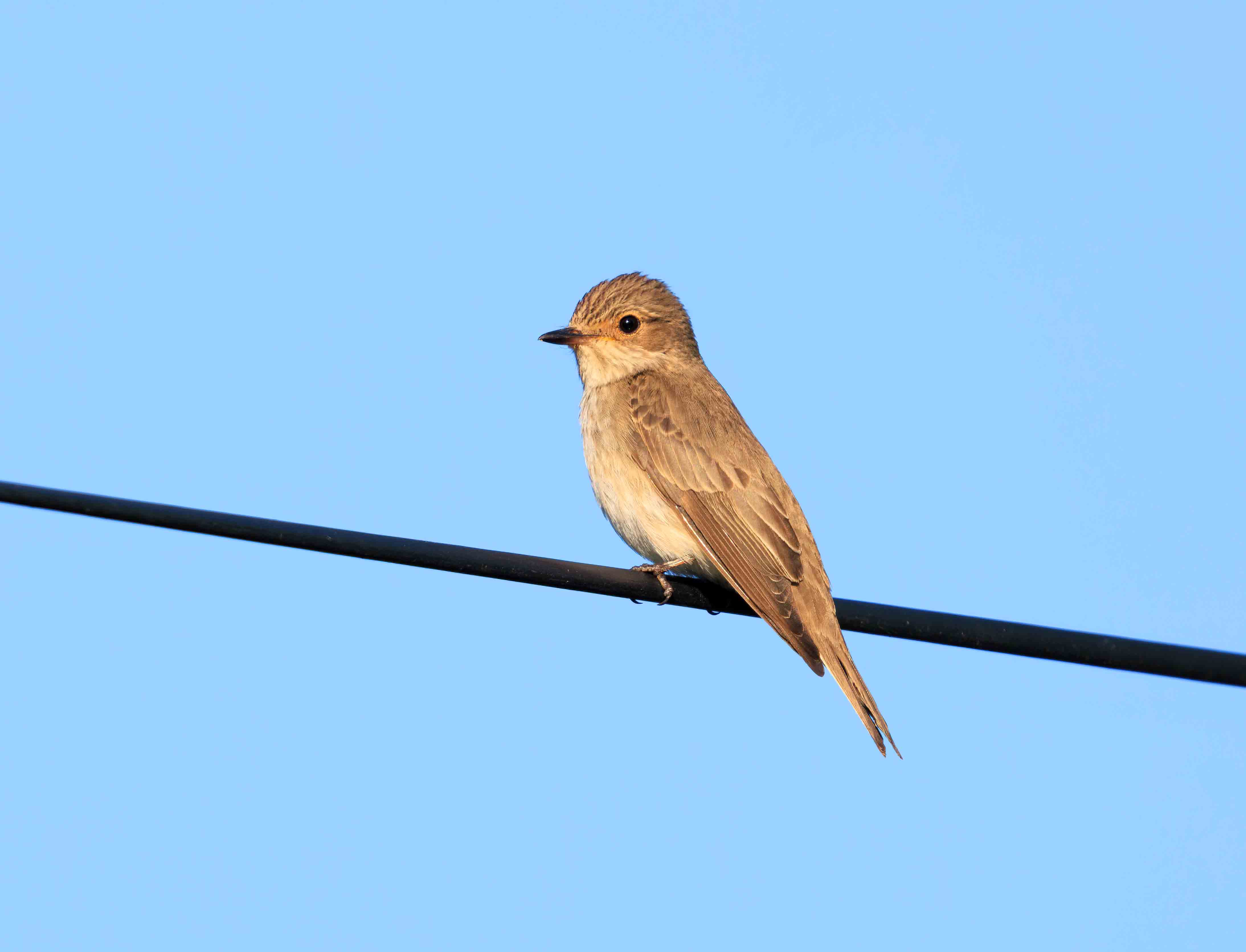Scarcely spotted flycatcher - BirdGuides