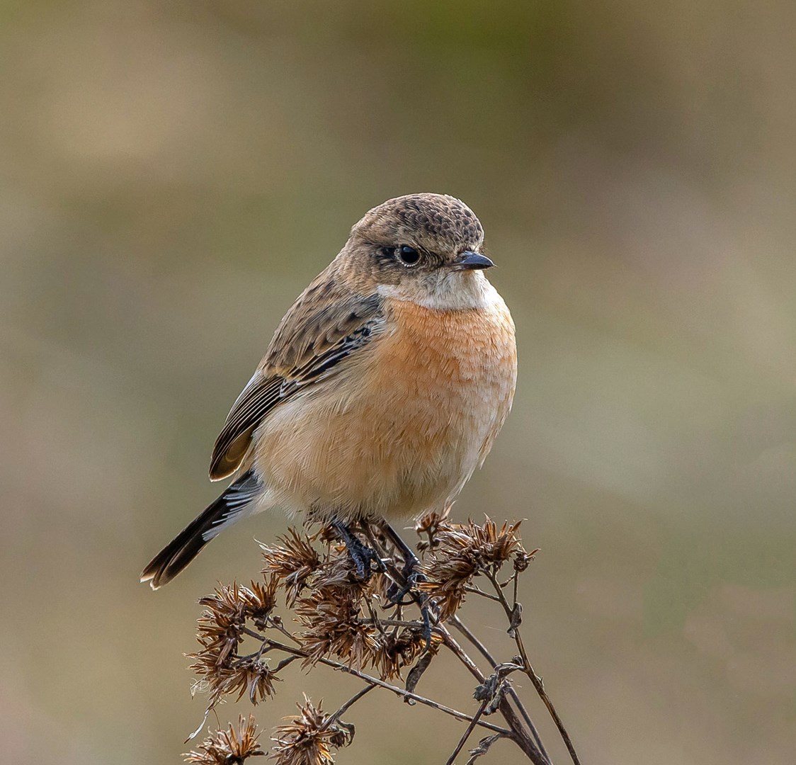 Photo of the Week: 29 January-4 February - BirdGuides