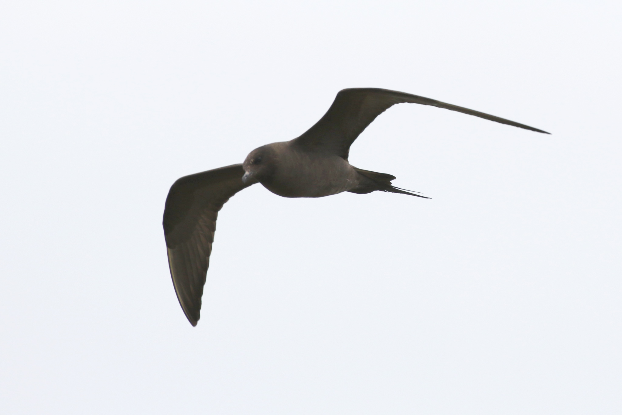 An apparent dark-morph adult Long-tailed Skua in Shetland - BirdGuides