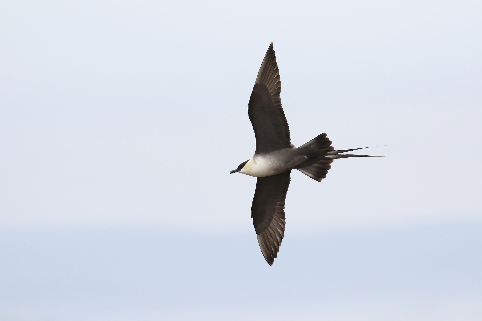 An apparent dark-morph adult Long-tailed Skua in Shetland - BirdGuides