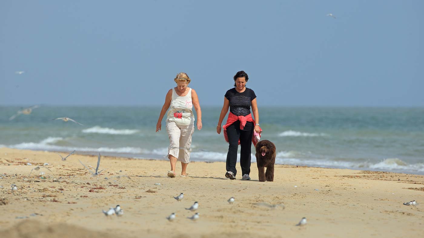 Gone to the dogs - BirdGuides