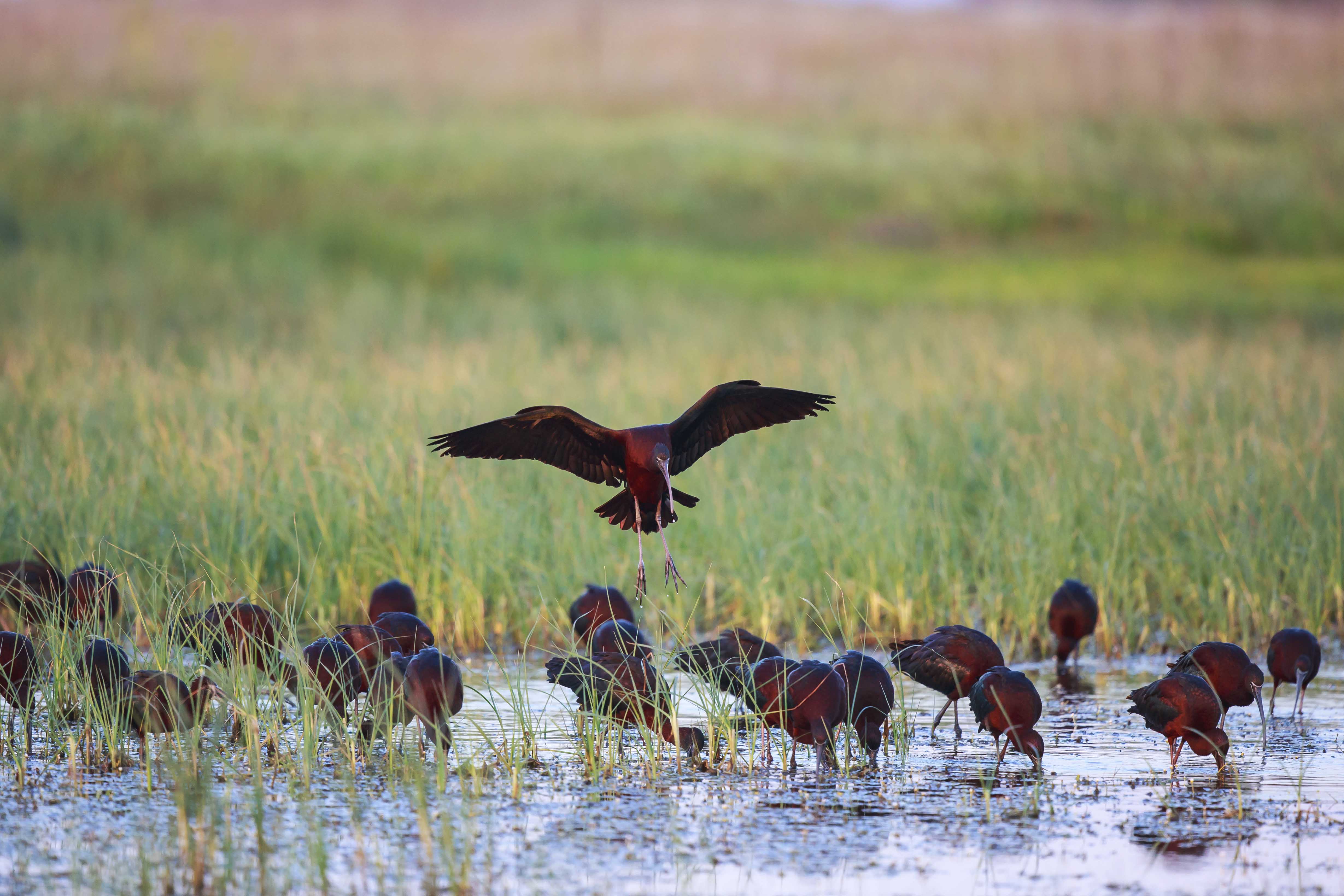 Britain's next breeding bird - BirdGuides