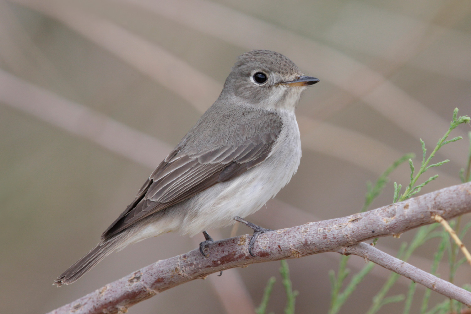 Autumn flycatchers photo ID guide - BirdGuides