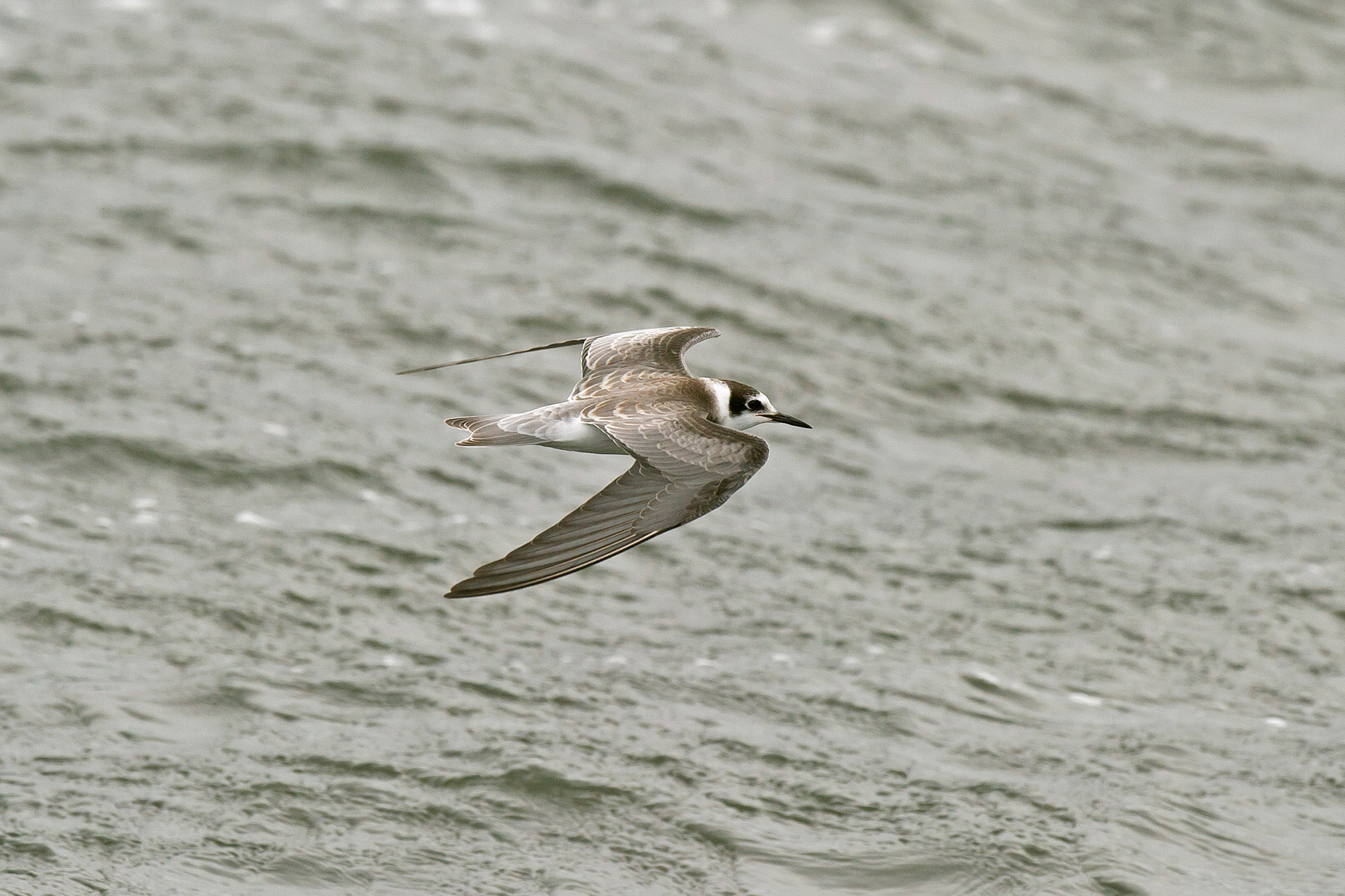 Marsh tern photo ID guide - BirdGuides
