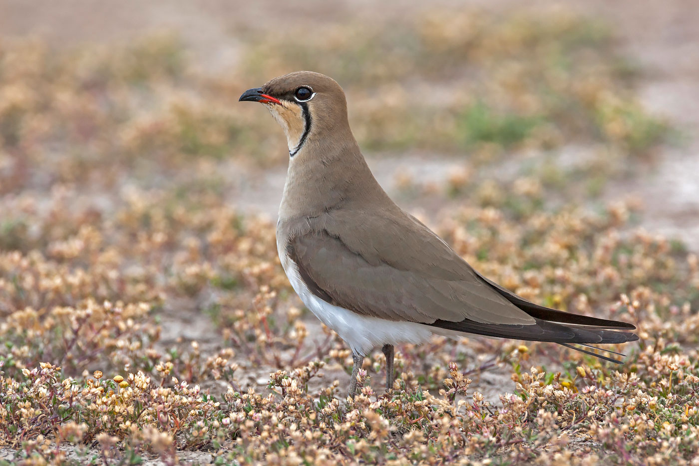 Pratincoles photo ID guide - BirdGuides