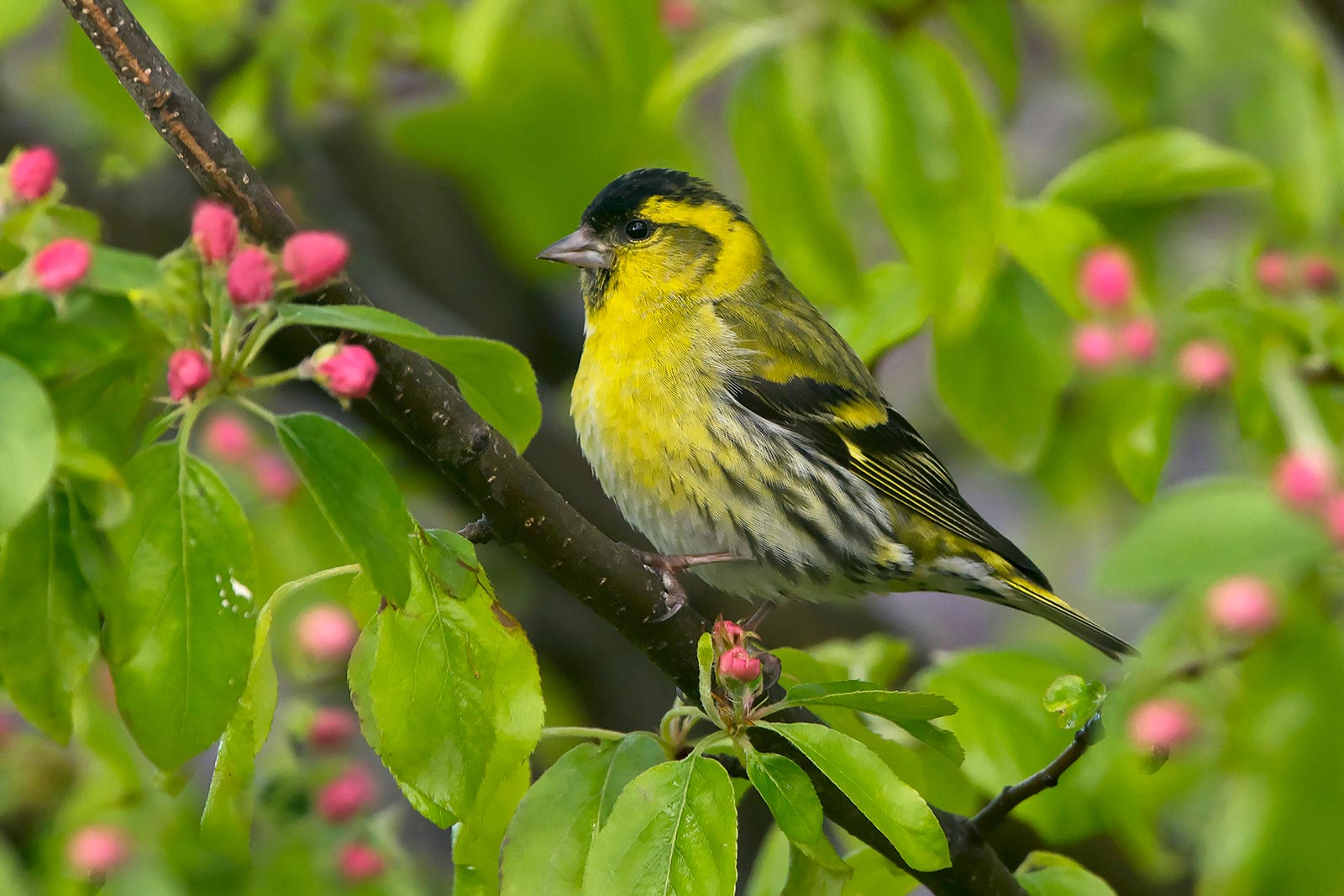 Eurasian Siskin, European Serin and Citril Finch photo ID guide ...