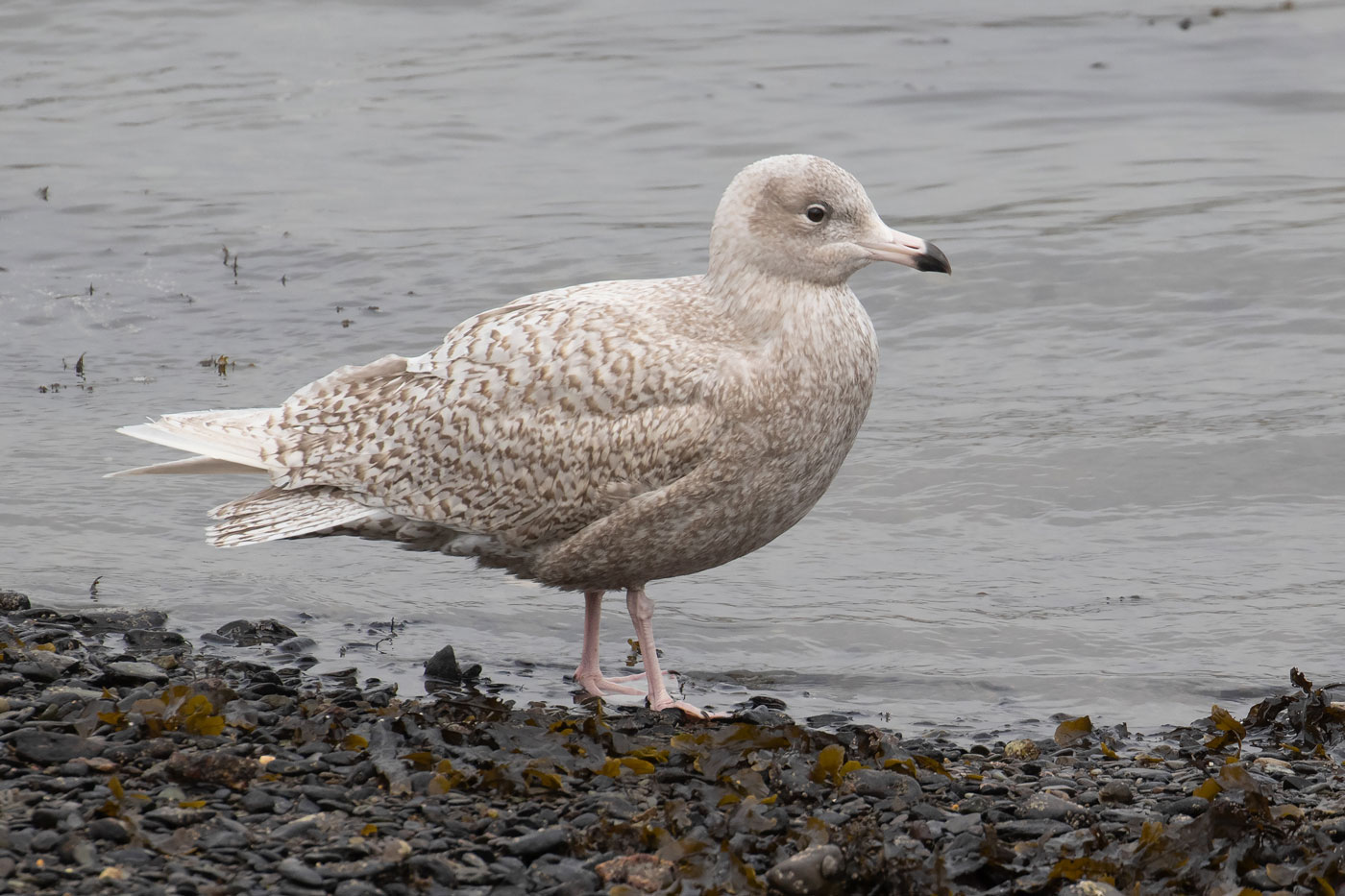 Glaucous Gull Immature