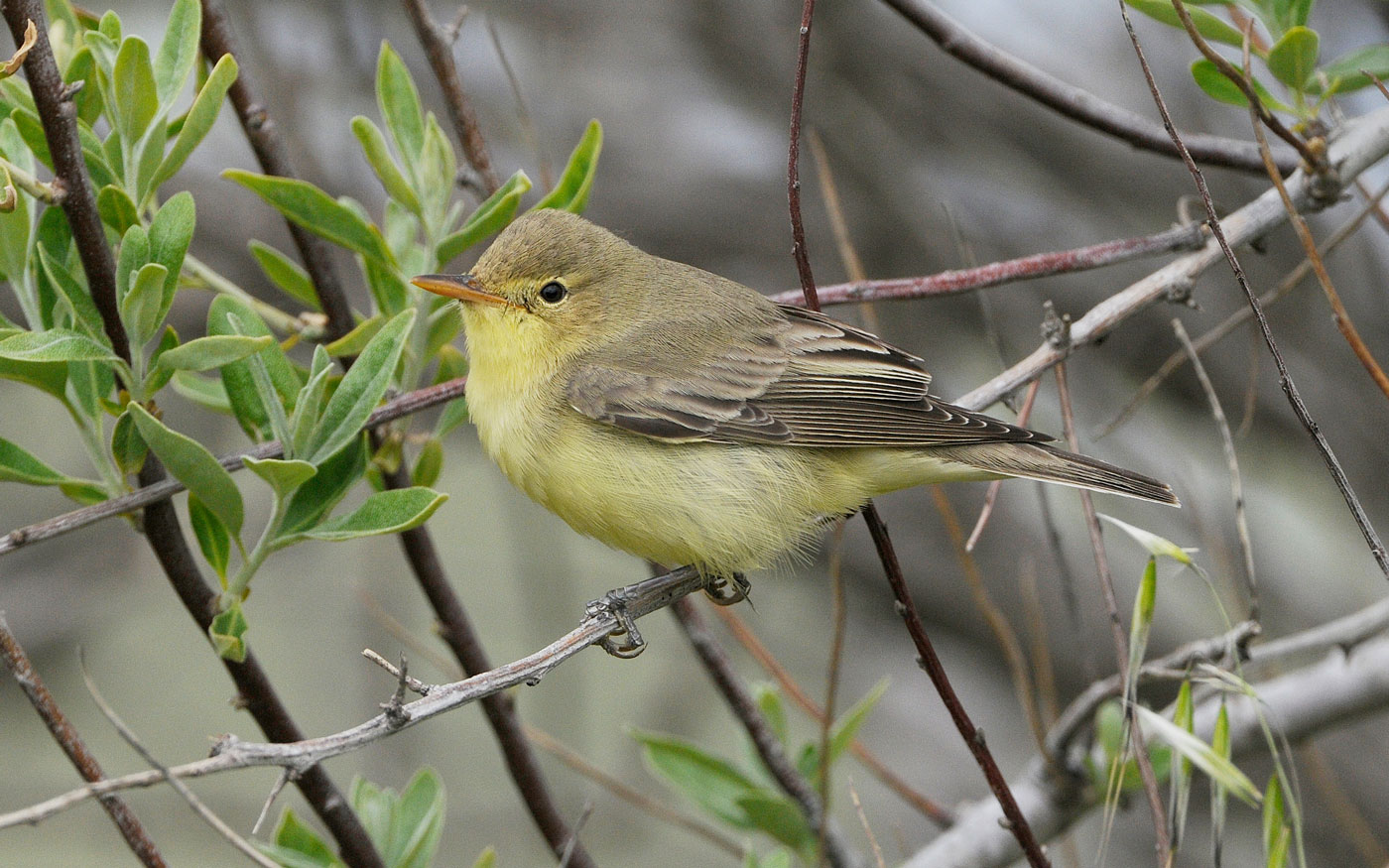 Icterine and Melodious Warblers photo ID guide - BirdGuides