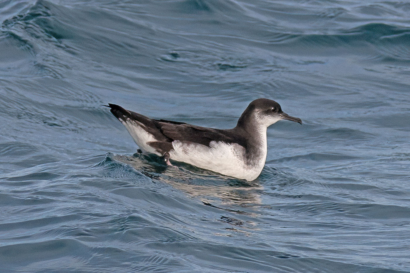 Manx, Balearic and Yelkouan Shearwaters photo ID guide - BirdGuides