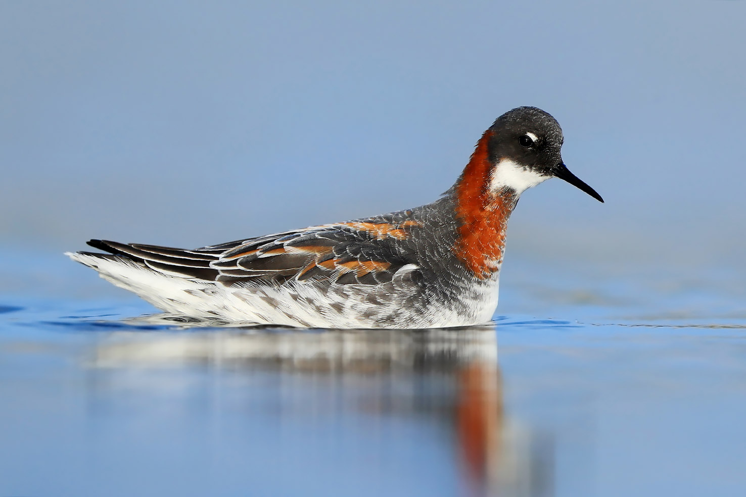 Phalarope photo ID guide - BirdGuides