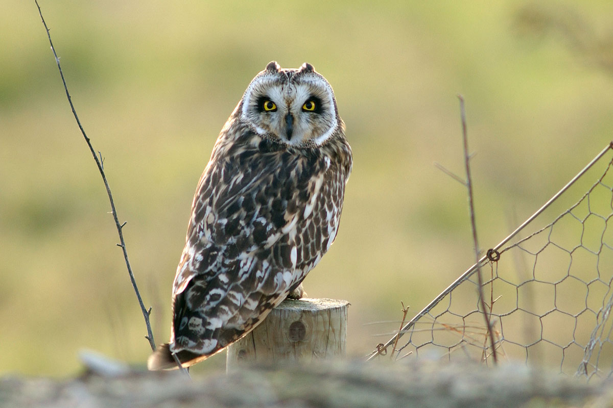 Short-eared and Long-eared Owls photo ID guide - BirdGuides