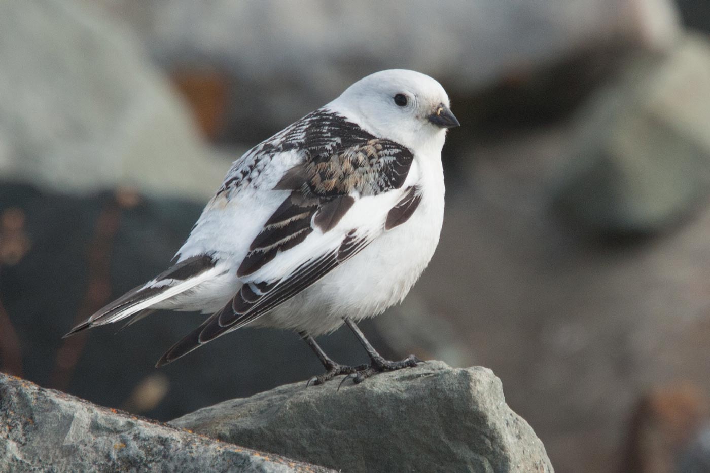 Snow Bunting photo ID guide - BirdGuides
