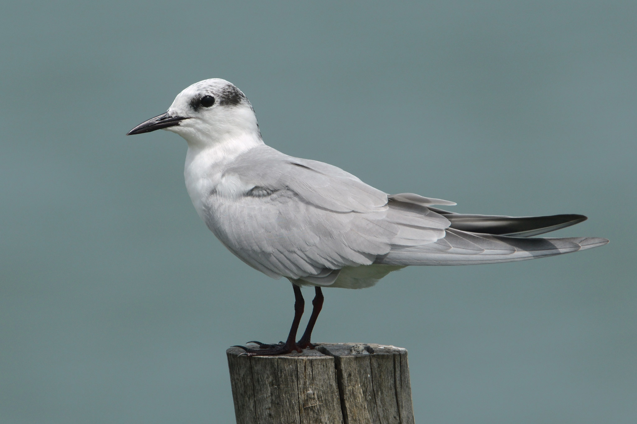 Marsh tern photo ID guide - BirdGuides