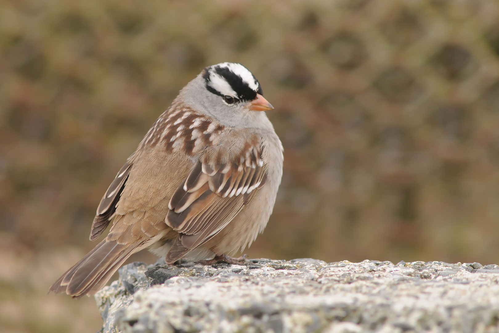 Rarity finders: White-crowned Sparrow on Fetlar - BirdGuides