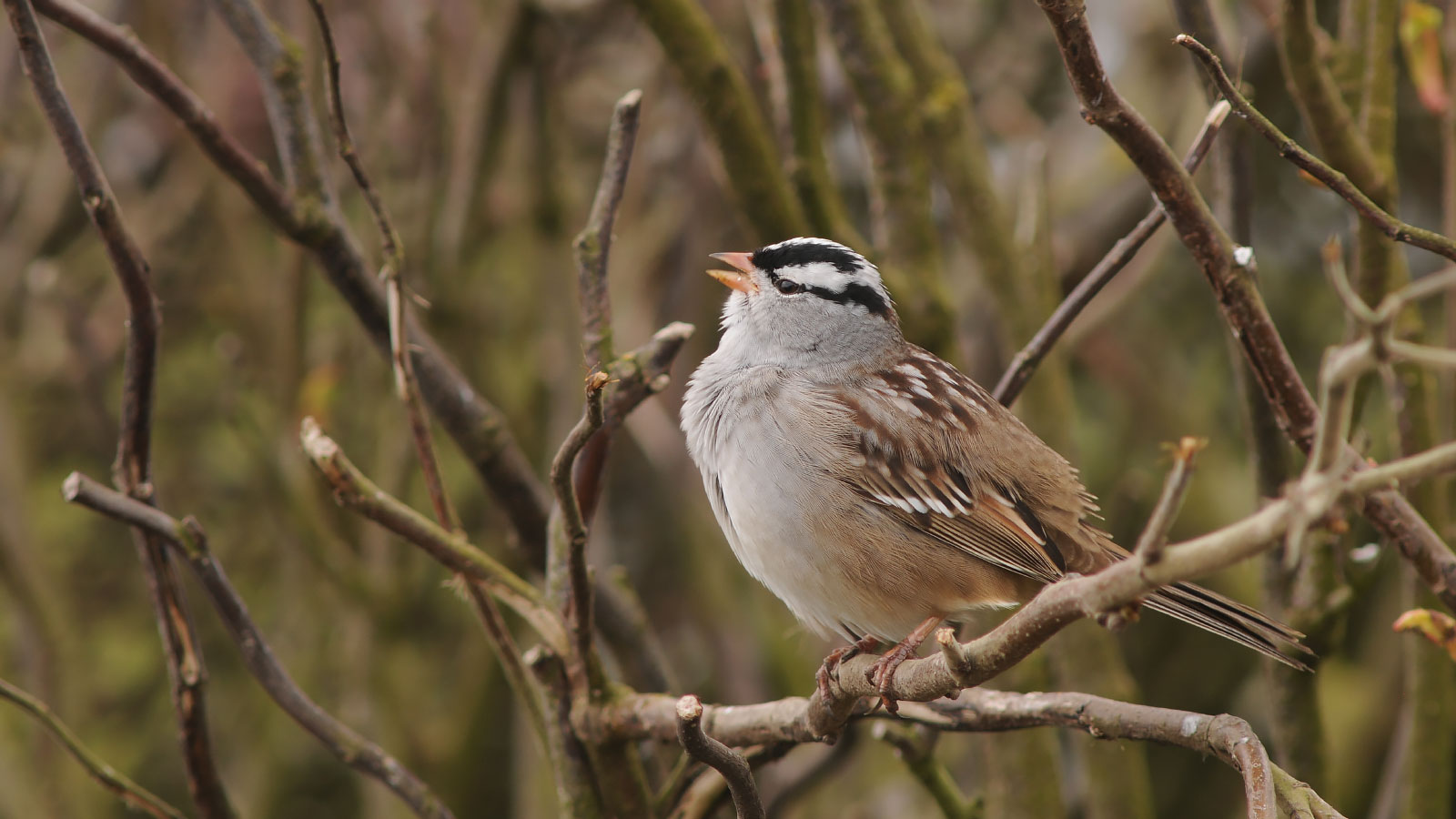 Rarity finders: White-crowned Sparrow on Fetlar - BirdGuides