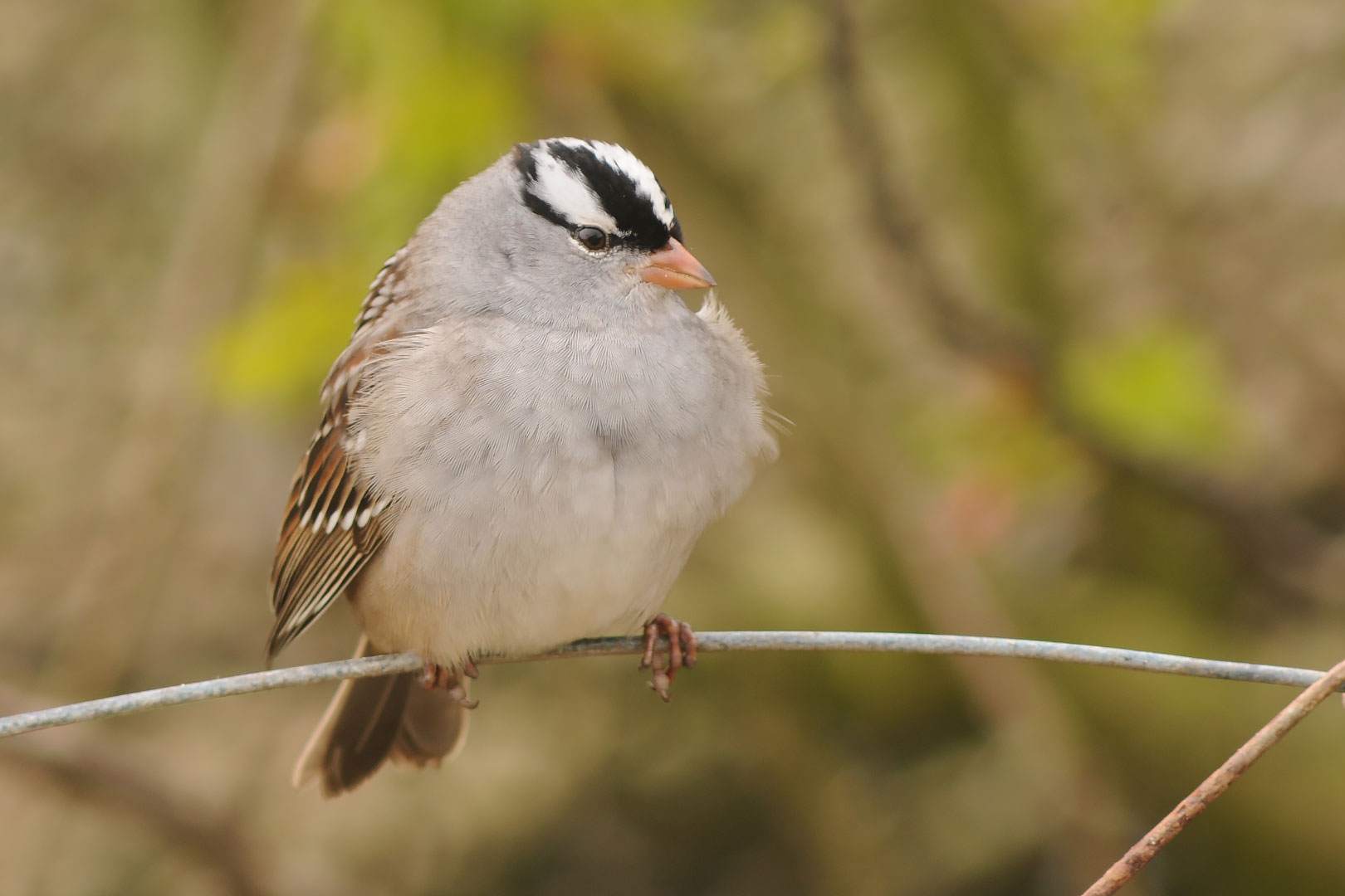 Rarity finders: White-crowned Sparrow on Fetlar - BirdGuides