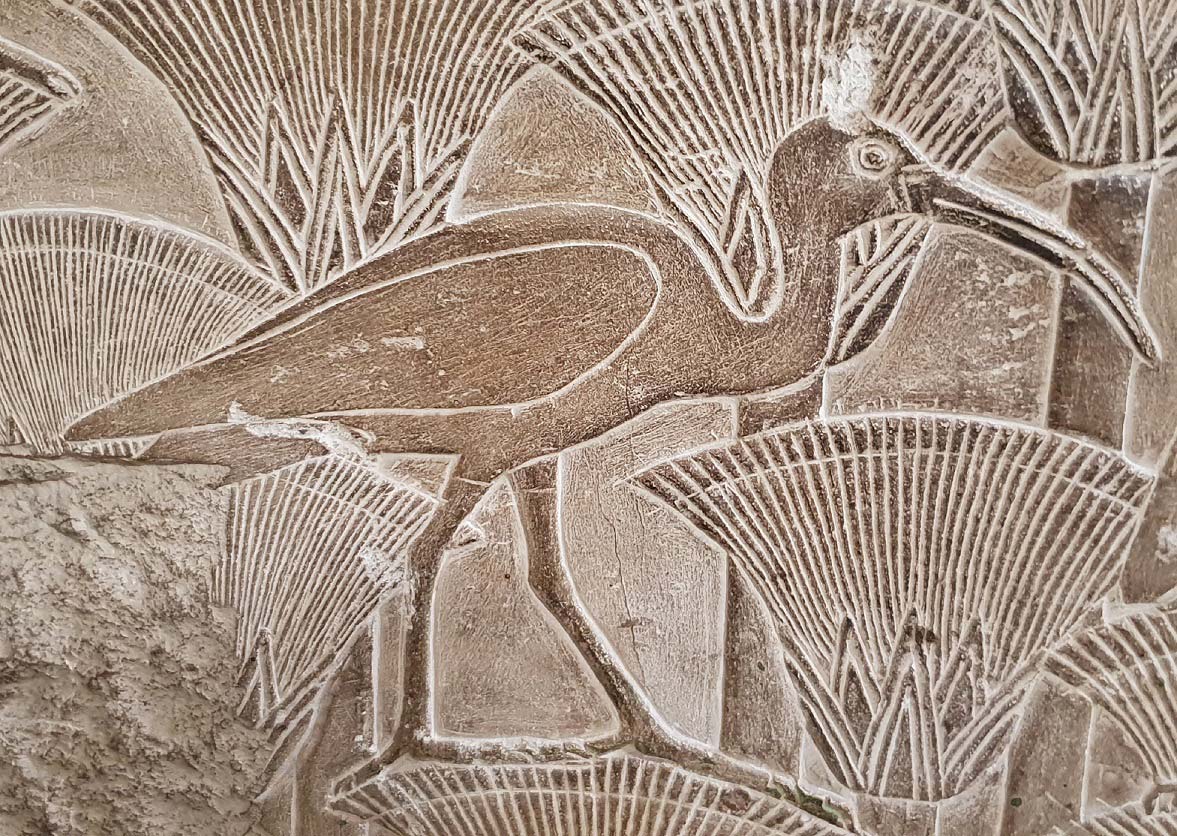 Genetics shed light on origins of Sacred Ibis mummies in Egyptian tombs ...