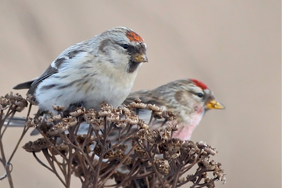 Genetics suggest redpolls are one species, not three - BirdGuides