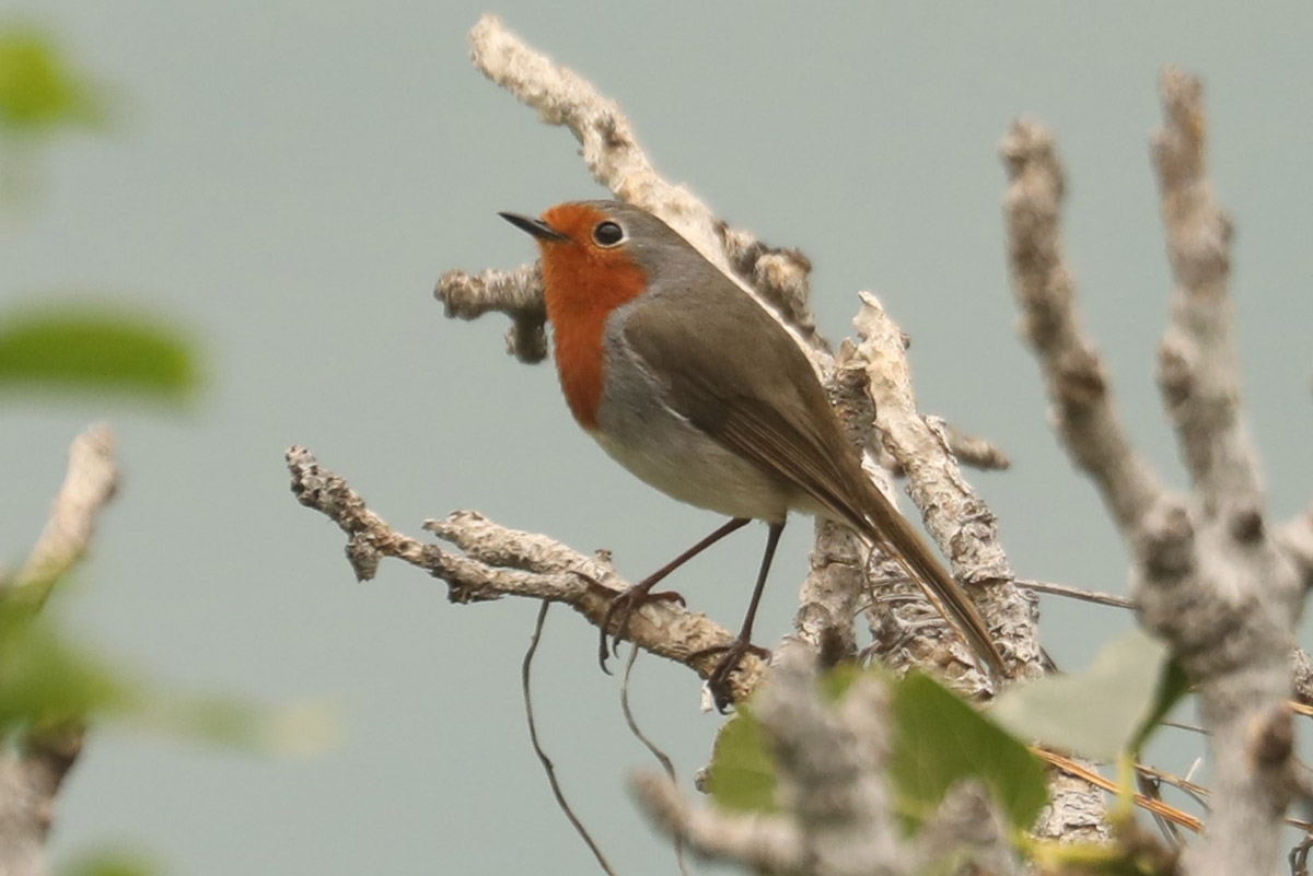 Research suggests two new endemic robins for Canary Islands - BirdGuides