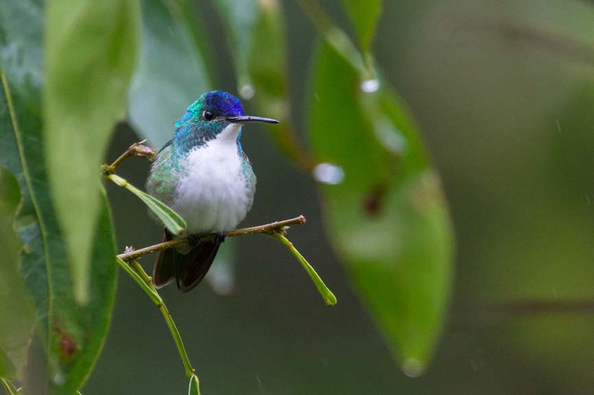 Hummingbirds use torpor to survive cold nights - BirdGuides