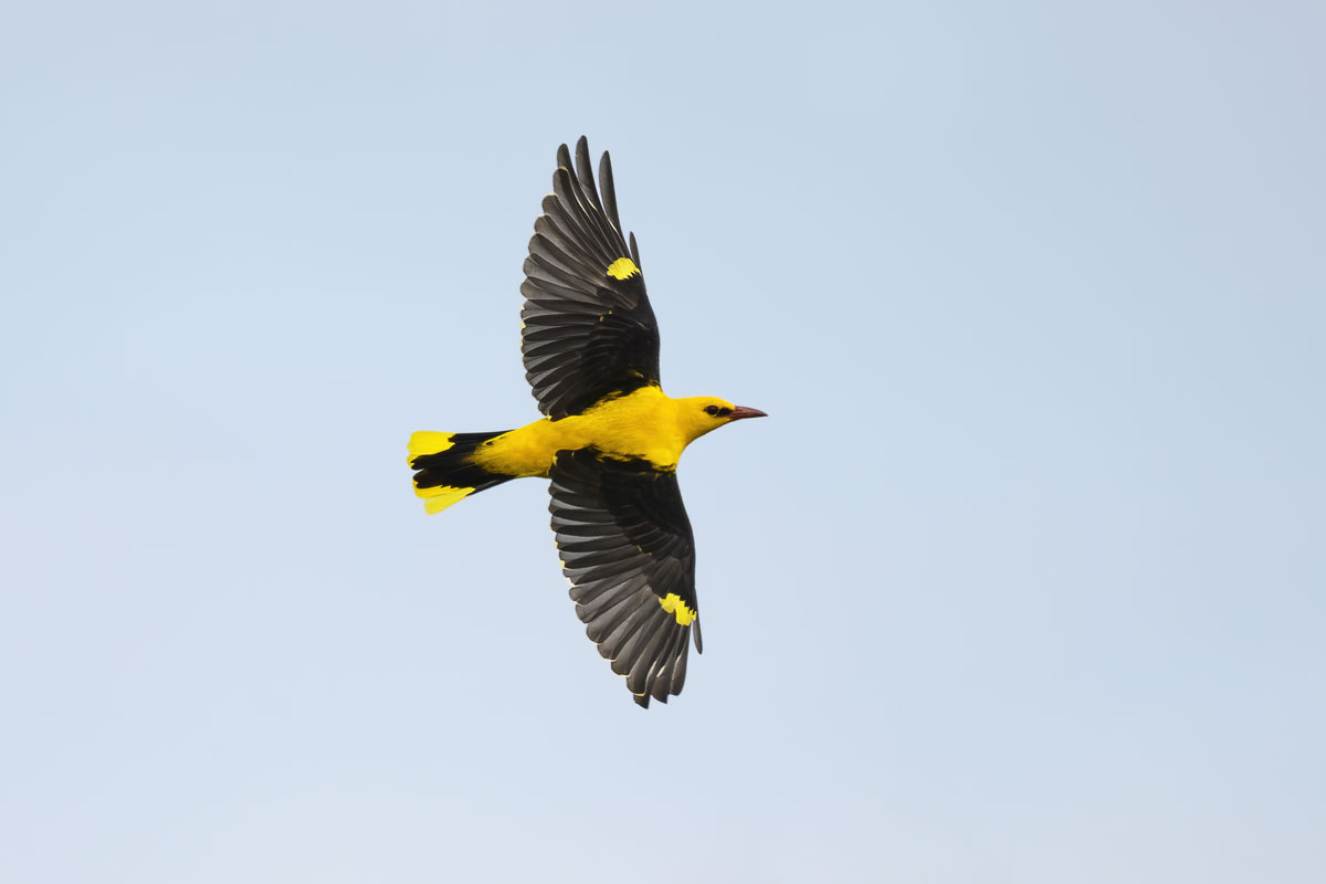 Photo of the Week - BirdGuides