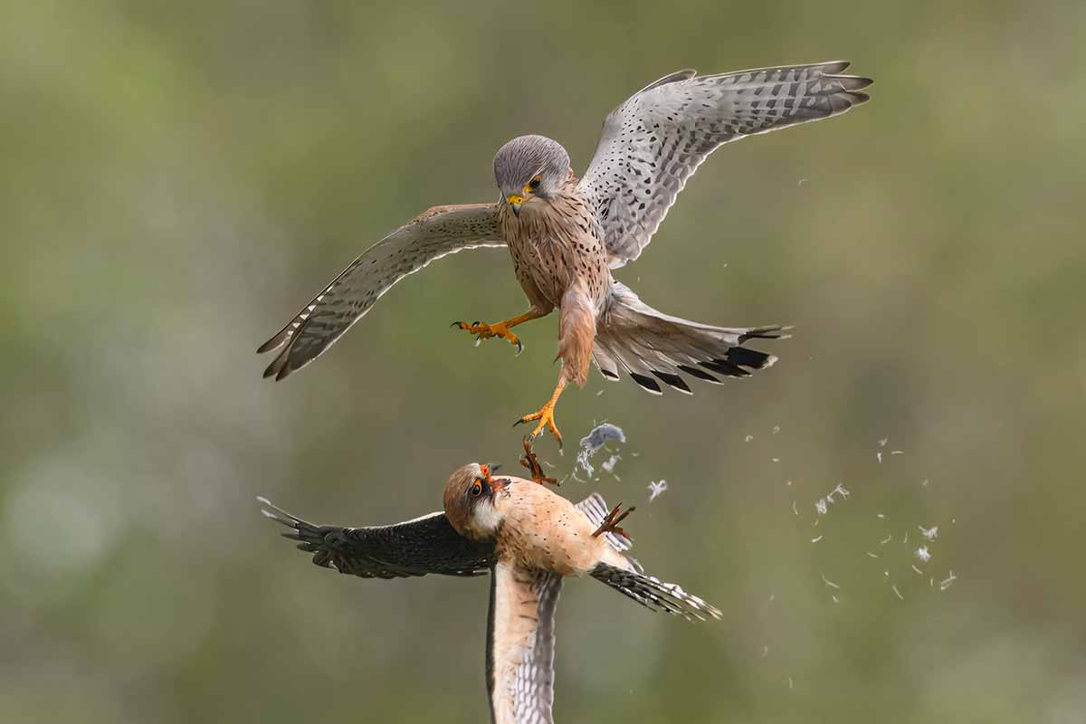 Photo of the Week - BirdGuides