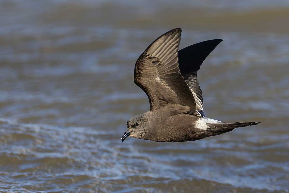 Leach's Storm Petrel survival rate linked to ocean temperatures ...