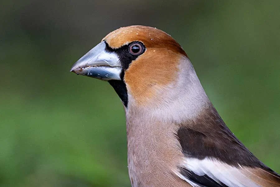 Photo of the Week: 24 February-2 March 2025 - BirdGuides Photo of the Week: 24 February-2 March 2025 - BirdGuides