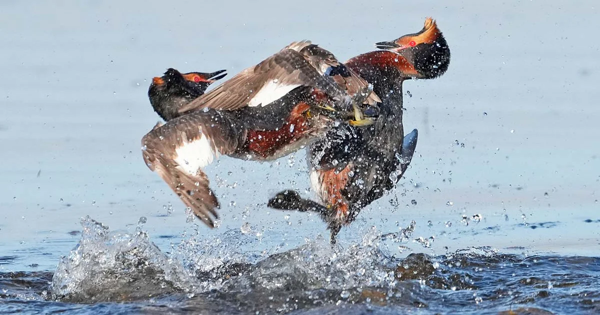 Photo of the Week: 19-26 May 2025 - BirdGuides Photo of the Week: 19-26 May 2025 - BirdGuides