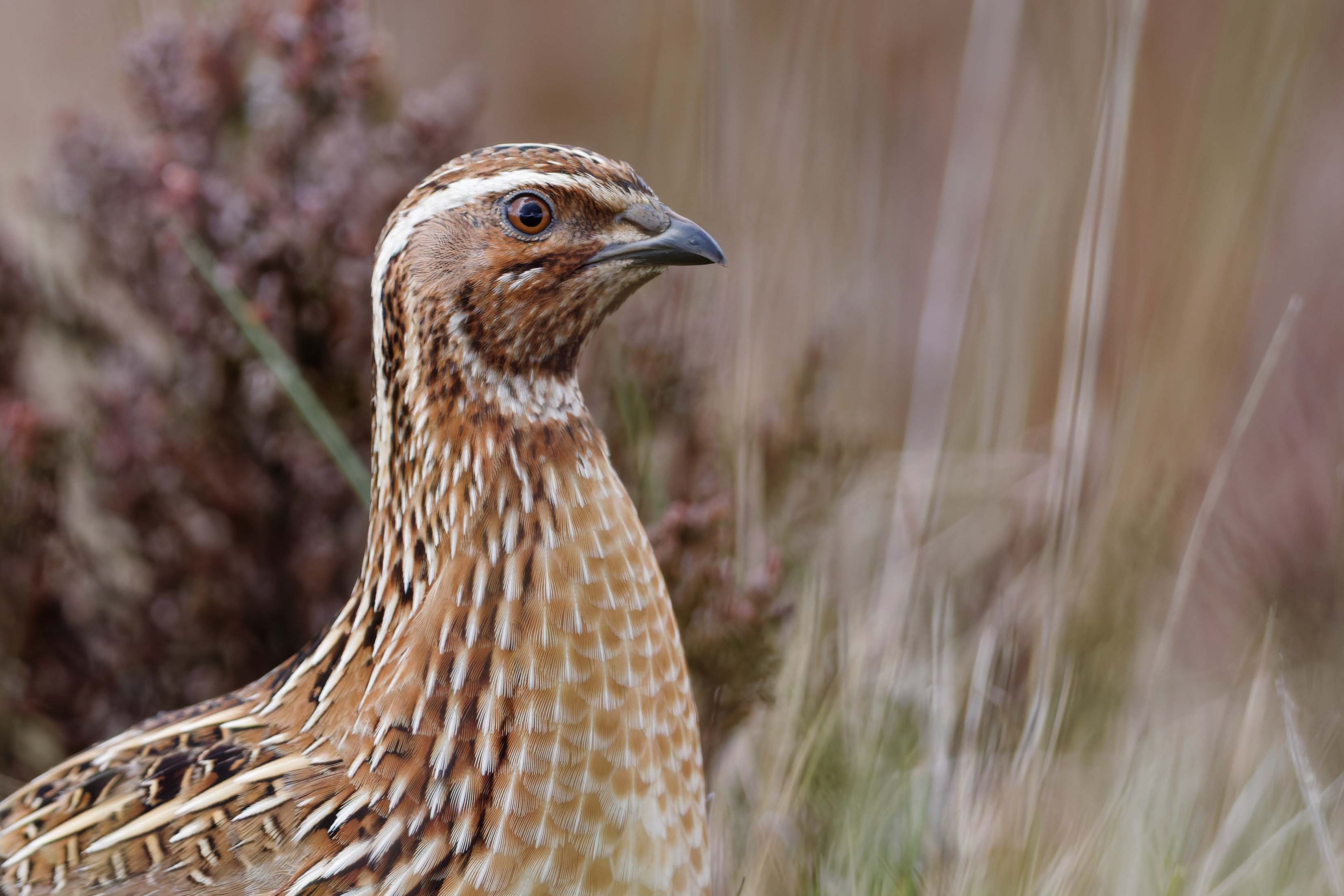Photo of the Week: 1-7 June 2026 - BirdGuides