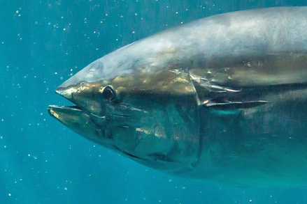 Tuna documented preying on seabirds for first time - BirdGuides